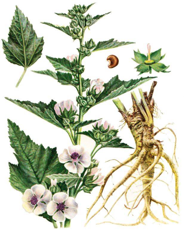 Althea plant: traditional properties and uses