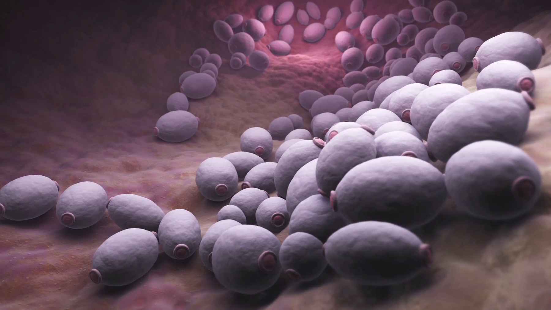 Rimedi naturali Candida, sintomi e cure. - Erboristeria Como