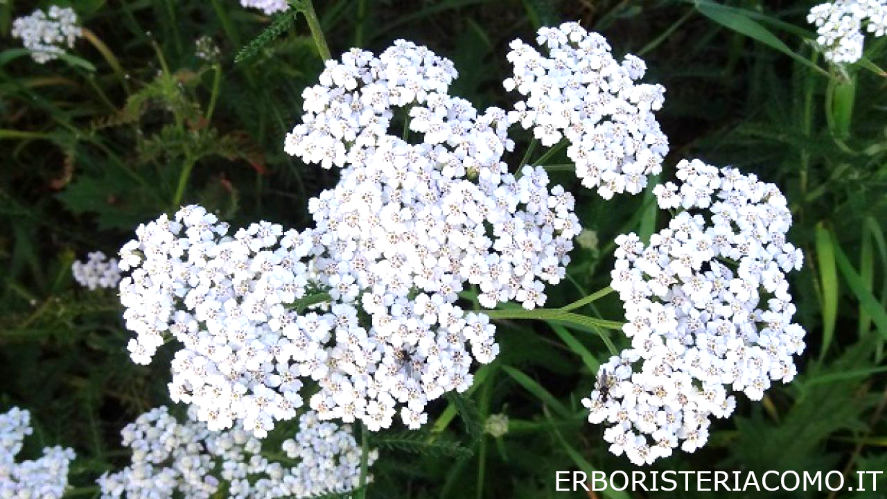 La Taneda: come riconoscerla, proprietà ed usi - Erboristeria Como